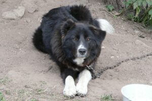 Top 13 Mountain Dog Breeds Shaped By Altitude And Attitude