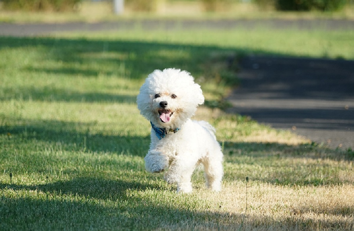 9 Lovely & Charming Teacup Dog Breeds That Steal The Show