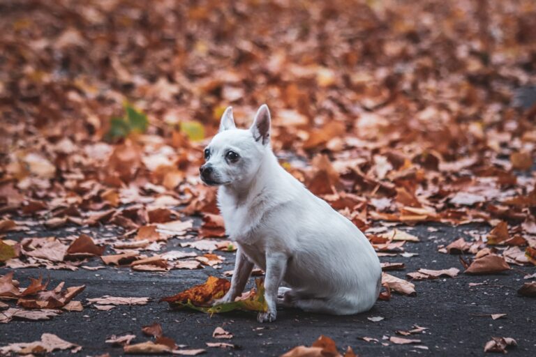 12 Small White Dog Breeds That Are Too Adorable To Miss!!