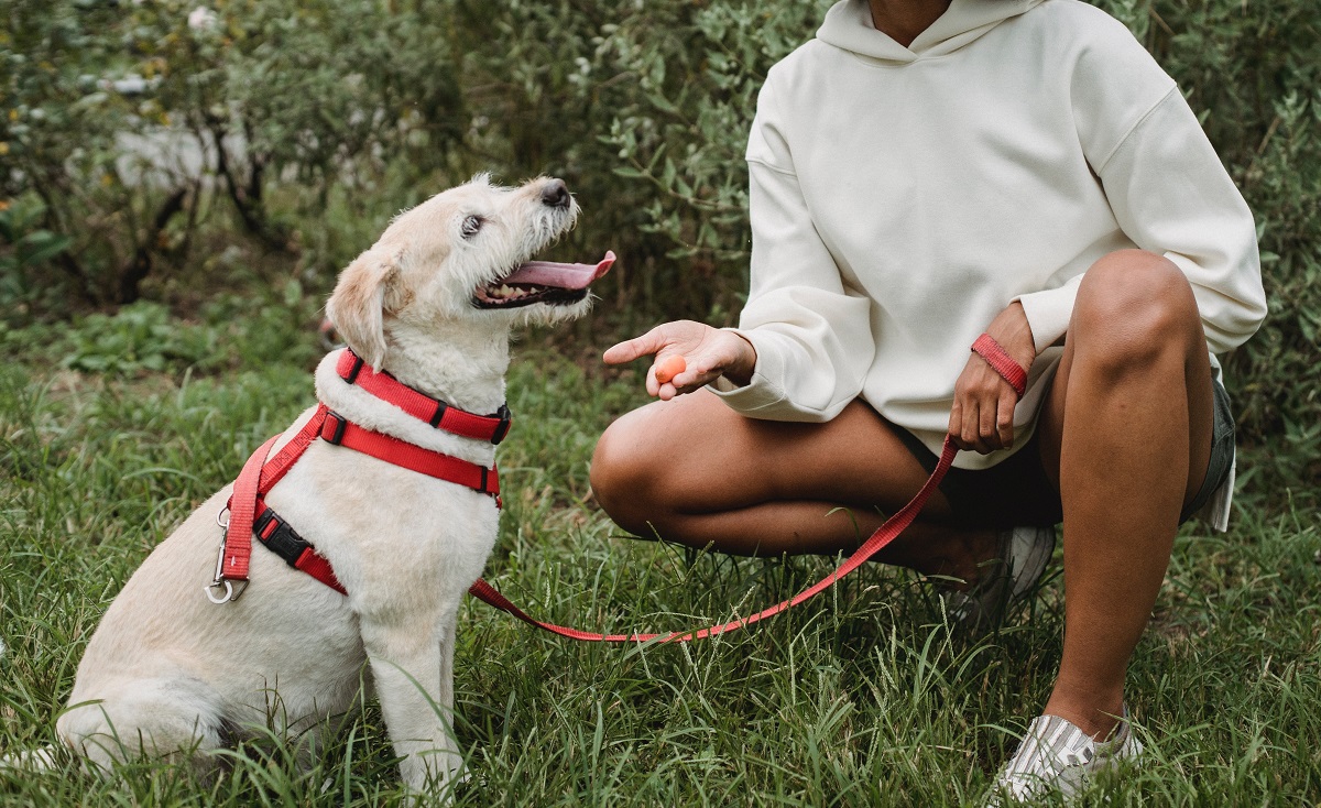 Positive Reinforcement Dog Training Methods: Do's & Don'ts