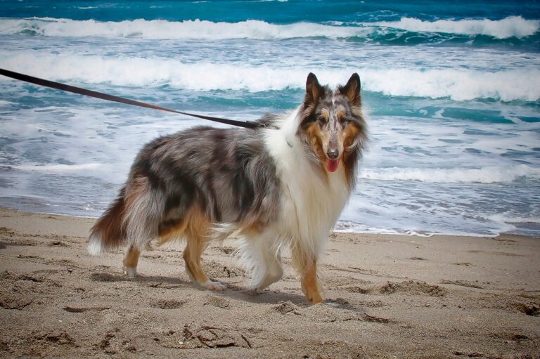 7 Types Of Collie Dog Breeds With Beauty & Brain
