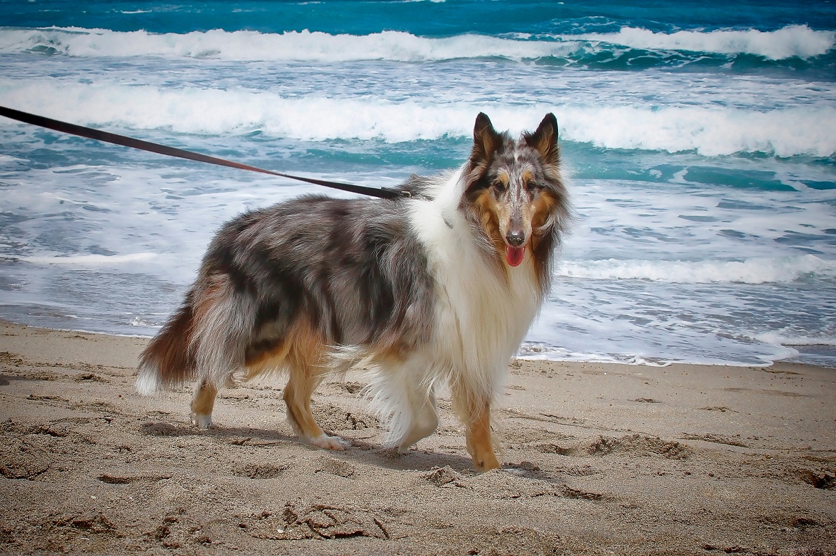 7 Types Of Collie Dog Breeds With Beauty & Brain