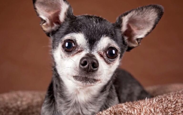 7 Types Of Chihuahuas: Apple Heads, Pear Heads & More - WAF