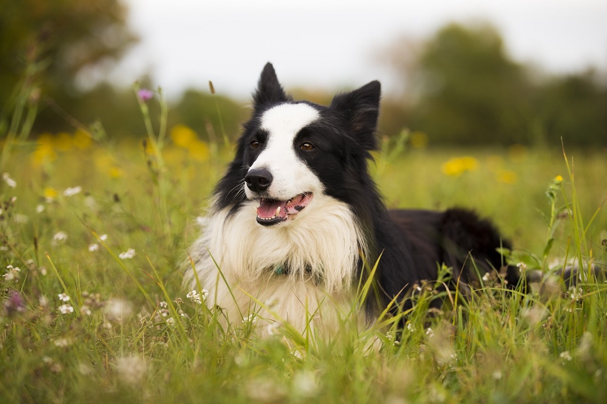 7 Types Of Collie Dog Breeds With Beauty & Brain