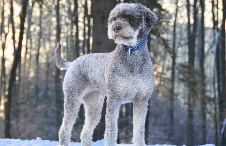 17 Water Dog Breeds That Are More Than Just Good Swimmers