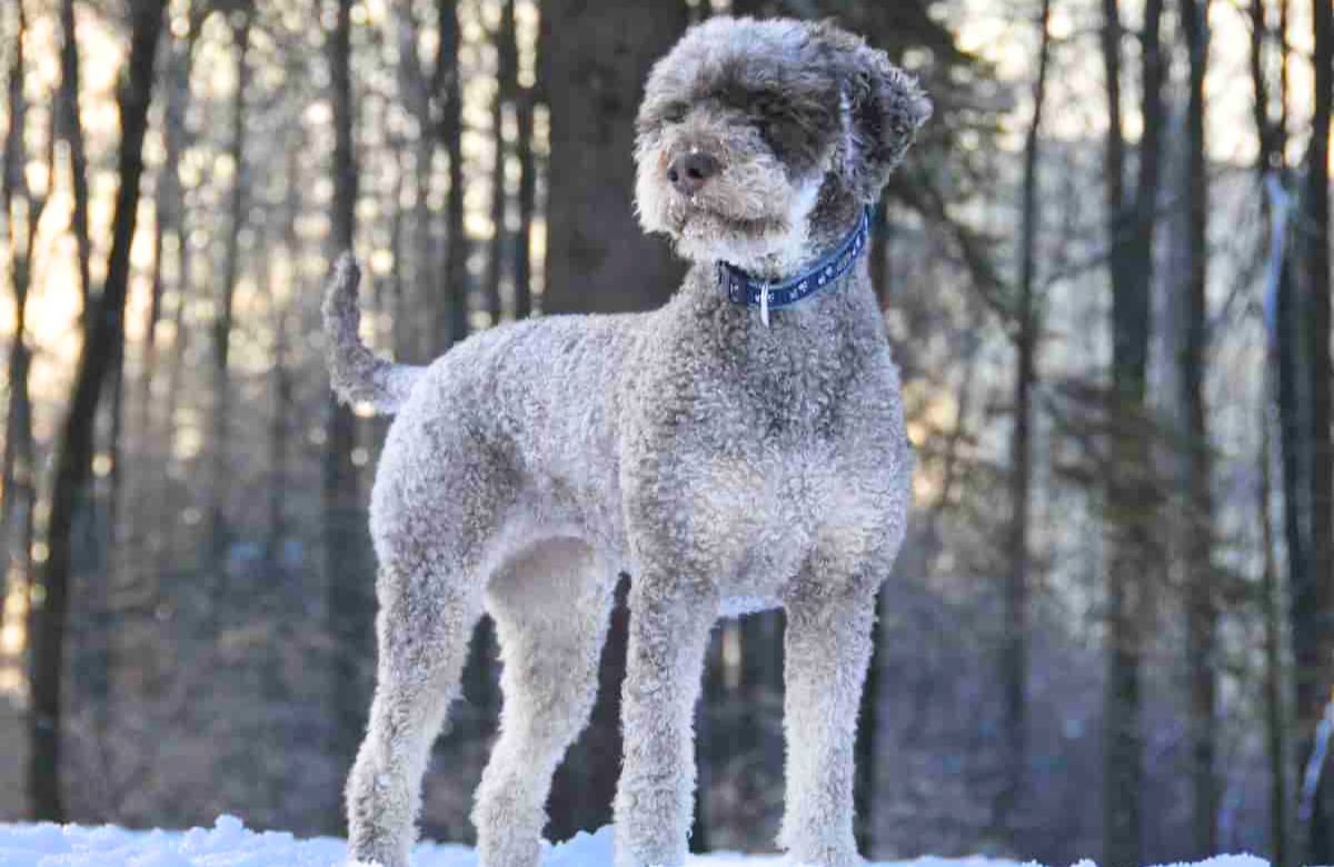 17 Water Dog Breeds That Are More Than Just Good Swimmers