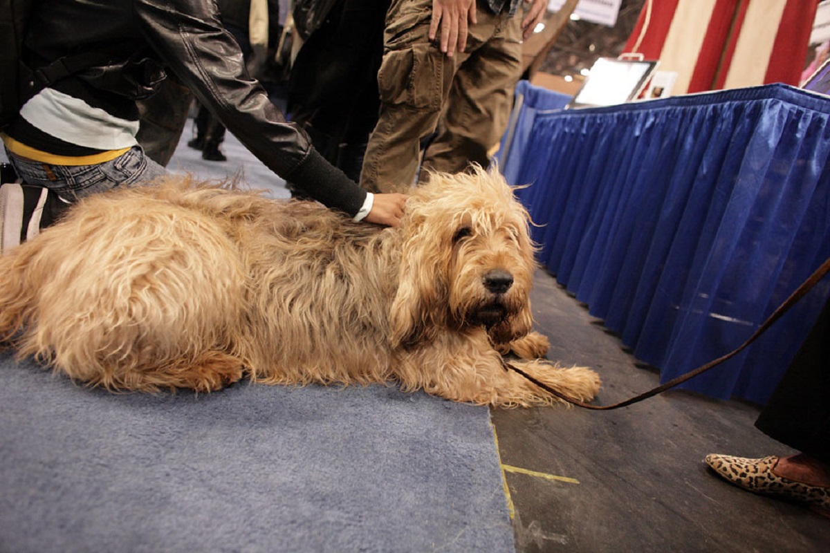 22 Rare Dog Breeds You Might Not Know About