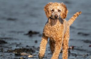 17 Water Dog Breeds That Are More Than Just Good Swimmers