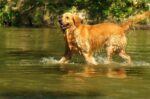 17 Water Dog Breeds That Are More Than Just Good Swimmers