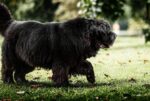 17 Water Dog Breeds That Are More Than Just Good Swimmers
