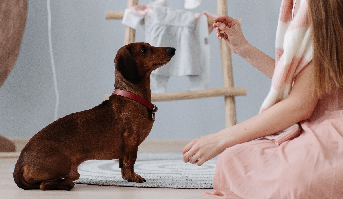 Positive Reinforcement Dog Training Methods: Do's & Don'ts