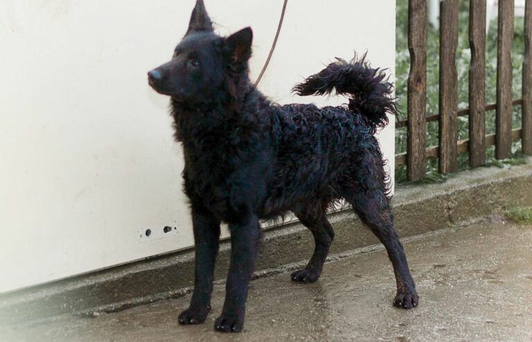 22 Rare Dog Breeds You Might Not Know About
