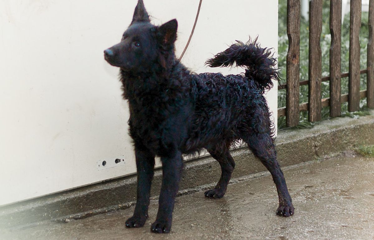 22 Rare Dog Breeds You Might Not Know About