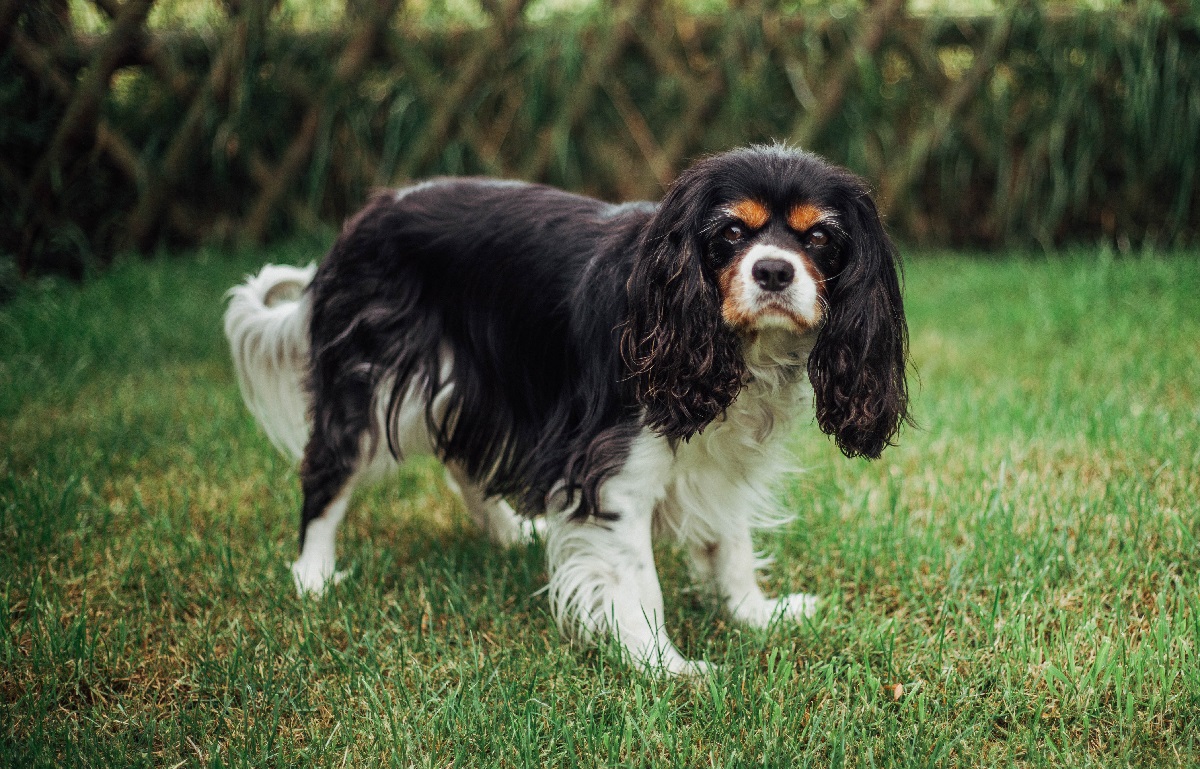 19 Longest Living Dog Breeds