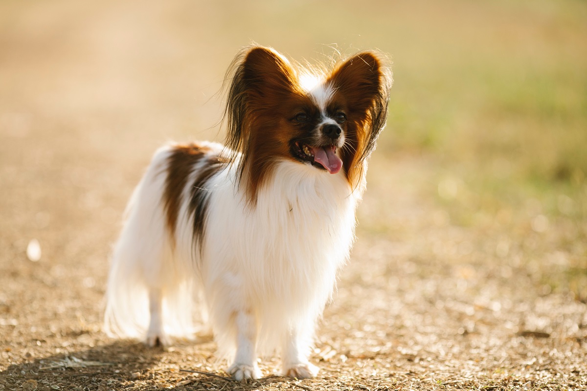 19 Longest Living Dog Breeds