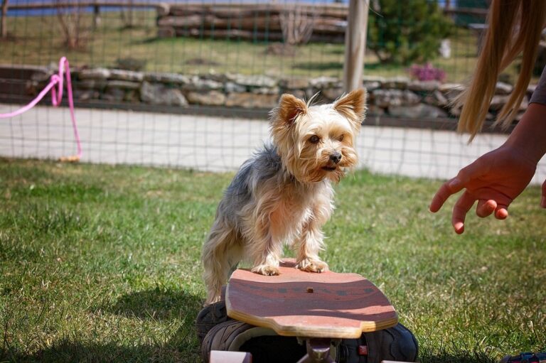 Positive Reinforcement Dog Training Methods: Do's & Don'ts