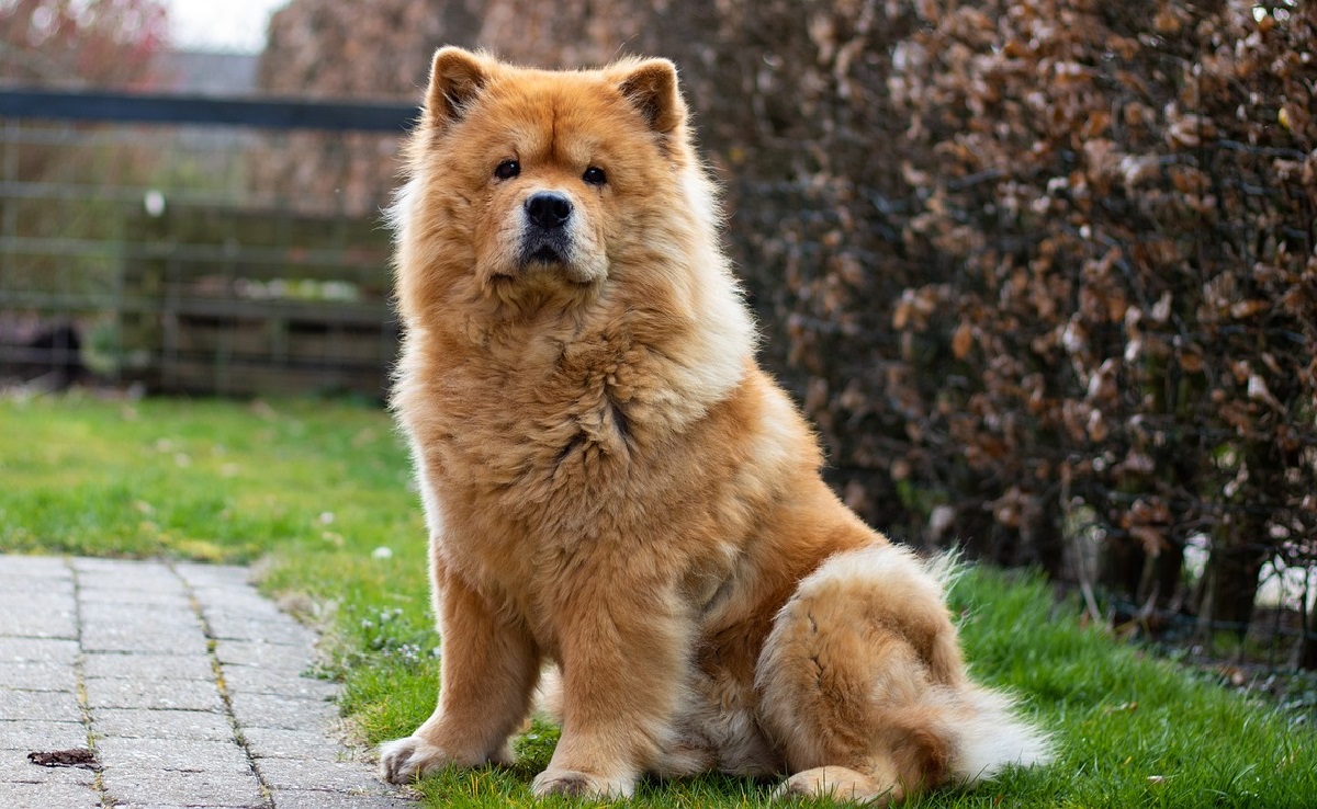 13 Oldest Dog Breeds - Some Existed For Thousands Of Years