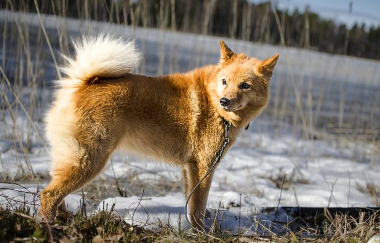 22 Rare Dog Breeds You Might Not Know About