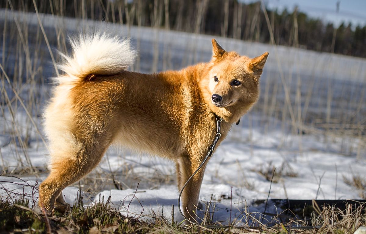 22 Rare Dog Breeds You Might Not Know About