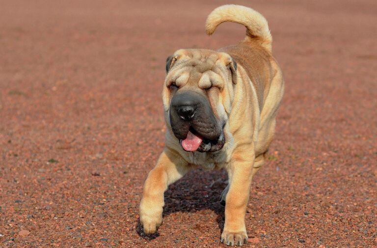 13 Oldest Dog Breeds - Some Existed For Thousands Of Years