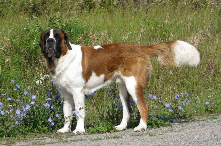 13 Tallest Dog Breeds Who'll Stand Taller Than Their Owners