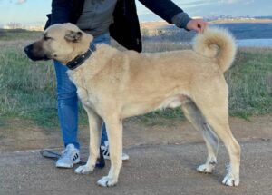 13 Tallest Dog Breeds Who'll Stand Taller Than Their Owners