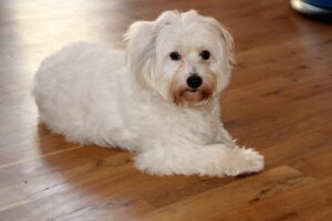 12 Small White Dog Breeds That Are Too Adorable To Miss!!