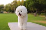 Top 17 Beautiful White Dog Breeds To Simply Adore And Admire