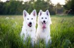 Top 17 Beautiful White Dog Breeds To Simply Adore And Admire