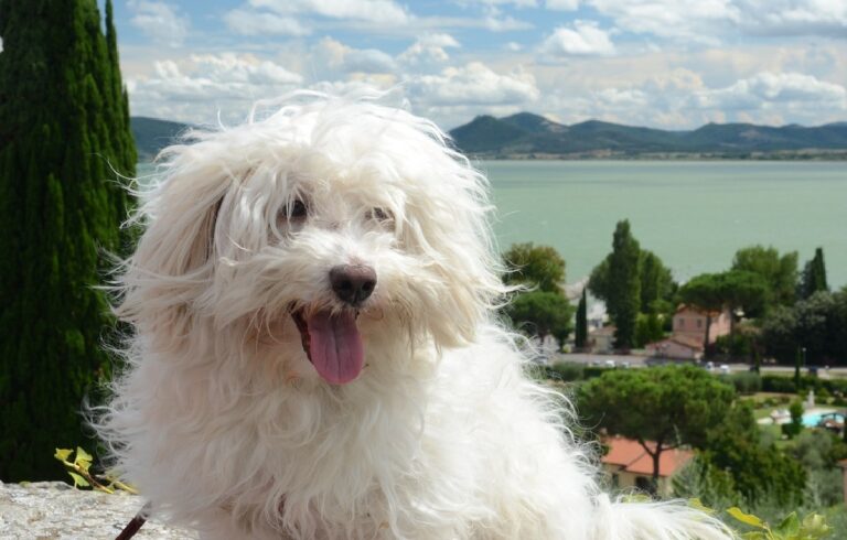 Top 17 Beautiful White Dog Breeds To Simply Adore And Admire