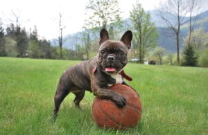 10 Wrinkly Dog Breeds With Unique Folded Fur & Loving Eyes