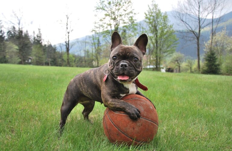 10 Wrinkly Dog Breeds With Unique Folded Fur & Loving Eyes