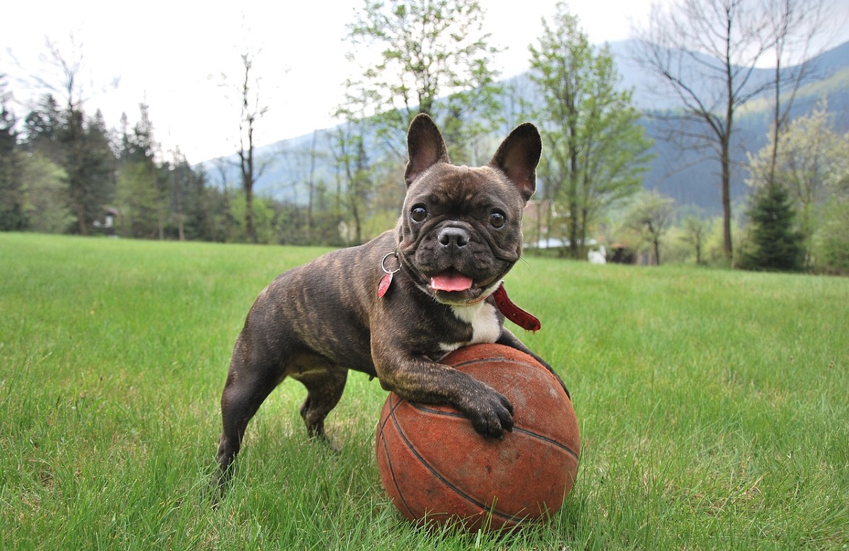 10 Wrinkly Dog Breeds With Unique Folded Fur & Loving Eyes