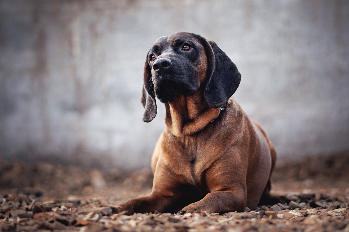 10 Wrinkly Dog Breeds With Unique Folded Fur & Loving Eyes