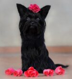 7 Different Types Of Yorkie Breeds