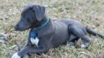 17 Types Of Blue Dog Breeds That You'll Love