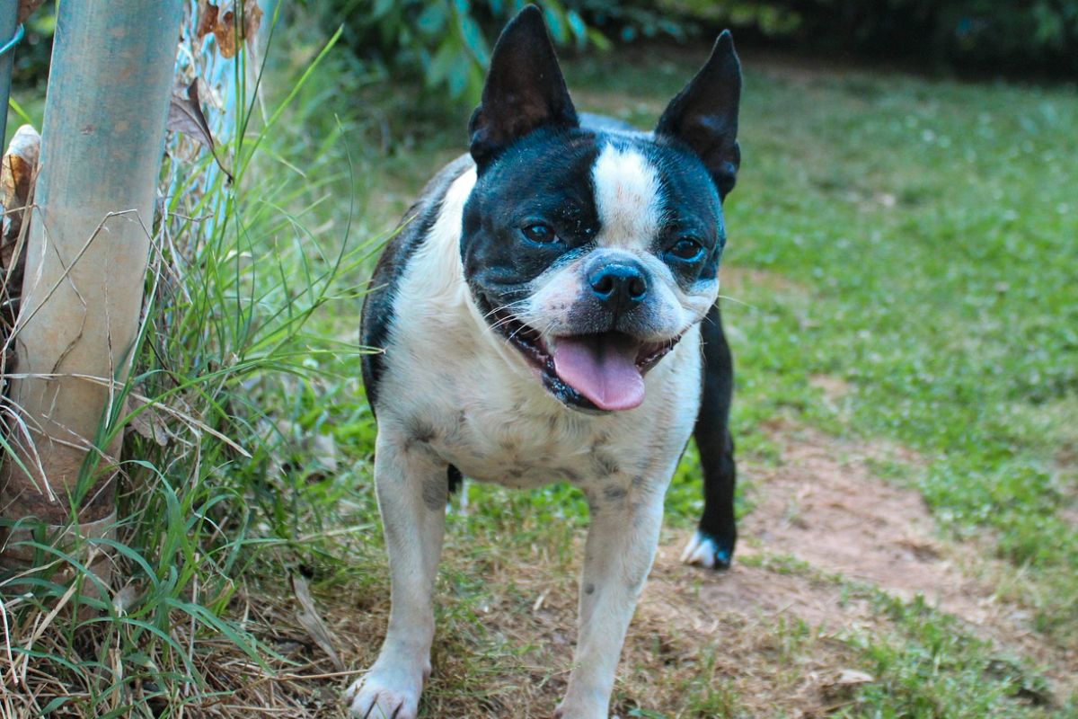 17 Types Of Blue Dog Breeds That You'll Love