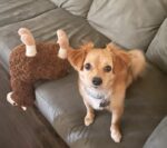 35 Best Chihuahua Mix Breeds Brimming With Love And Devotion