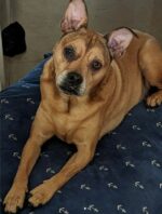 35 Best Chihuahua Mix Breeds Brimming With Love And Devotion