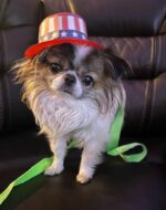 35 Best Chihuahua Mix Breeds Brimming With Love And Devotion