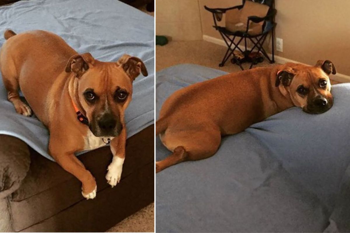 35 Corgi Mixes That Are Absolutely Awesome