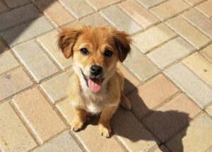 35 Corgi Mixes That Are Absolutely Awesome