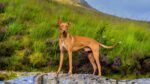 Egyptian Dog Breeds And Their Rich Histories