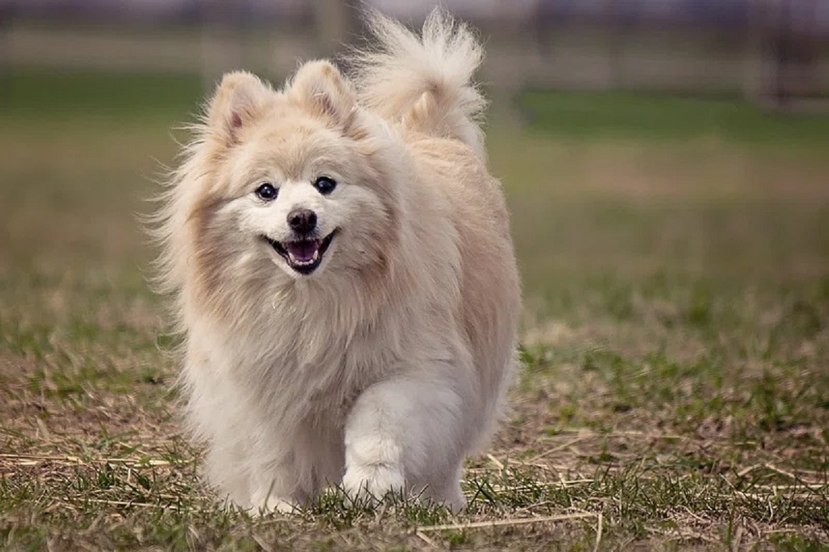23 Spitz Dog Breeds That Are Gorgeous, Talented, & Loving
