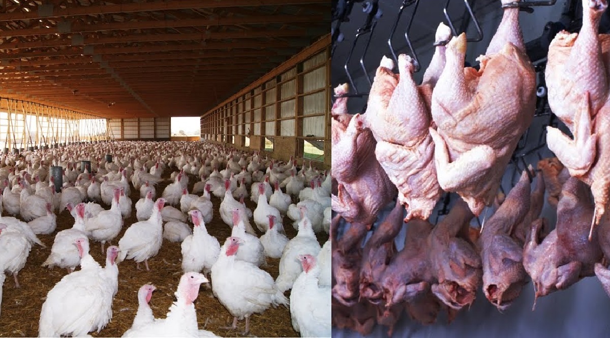 Startling Statistics: How Many Turkeys Are Killed Each Year?