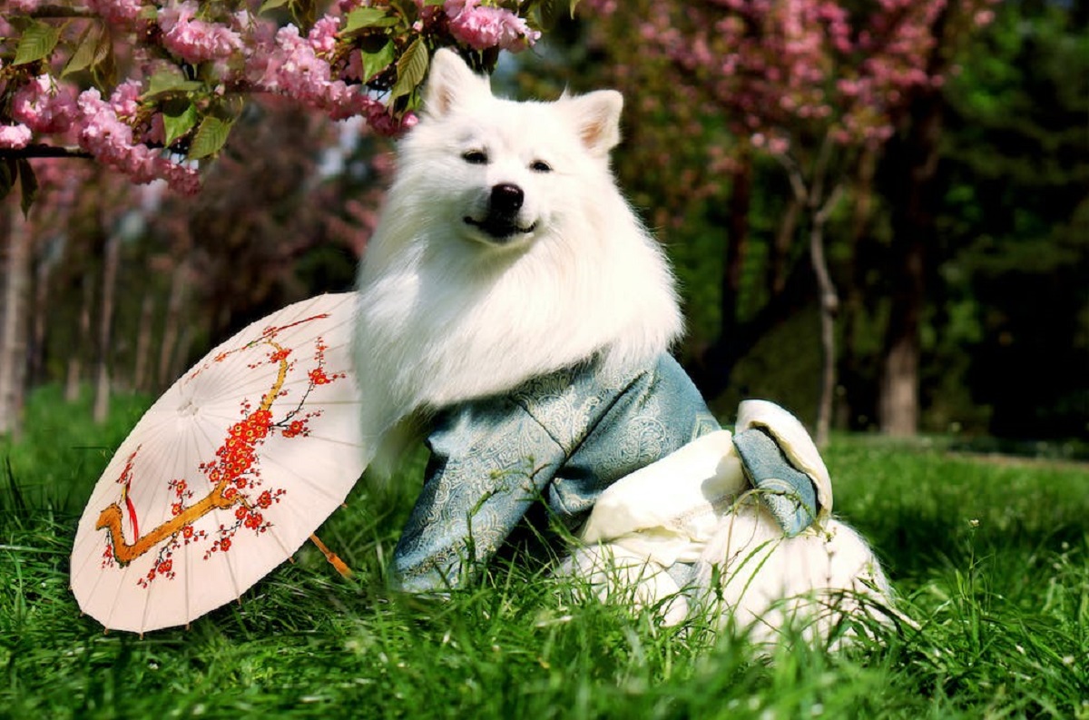 23 Spitz Dog Breeds That Are Gorgeous, Talented, & Loving