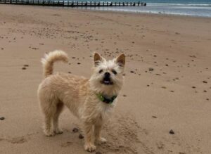 35 Best Chihuahua Mix Breeds Brimming With Love And Devotion