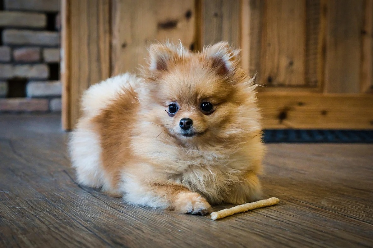 23 Spitz Dog Breeds That Are Gorgeous, Talented, & Loving