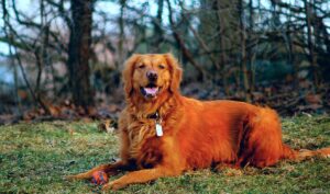 8 Types Of Golden Retrievers — Can You Stand The Cuteness?