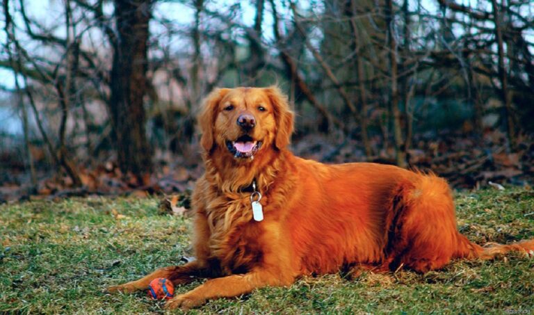 8 Types Of Golden Retrievers — Can You Stand The Cuteness?